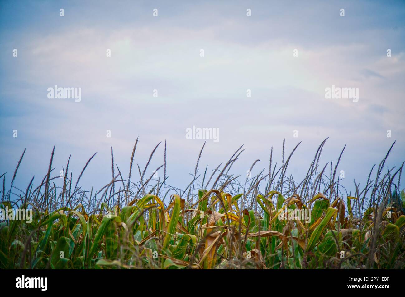 Top of the green corn field Stock Photo - Alamy