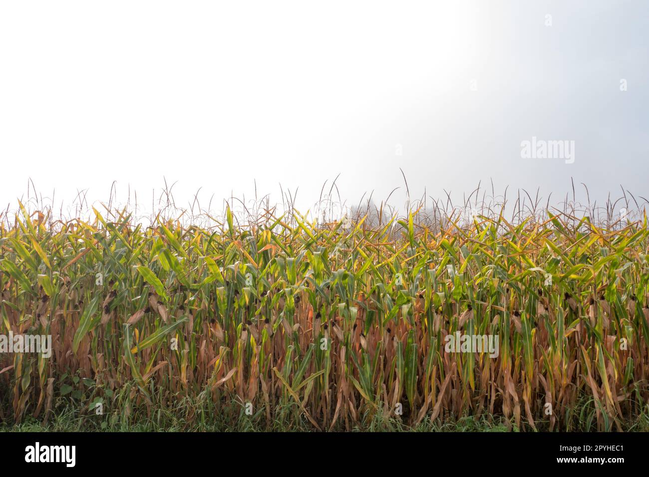 Top of the green corn field Stock Photo - Alamy