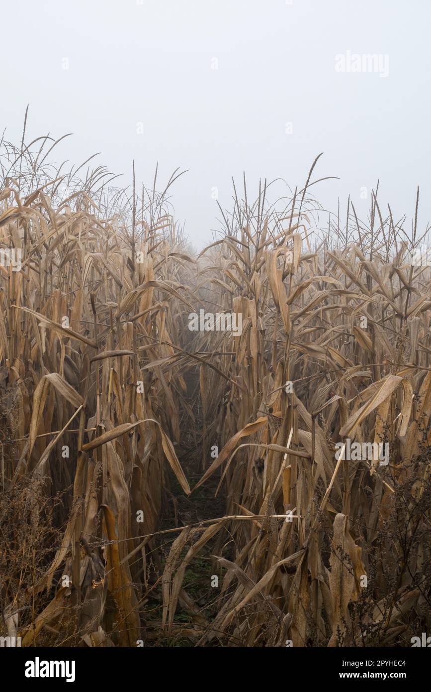 Gmo corn field hi-res stock photography and images - Alamy