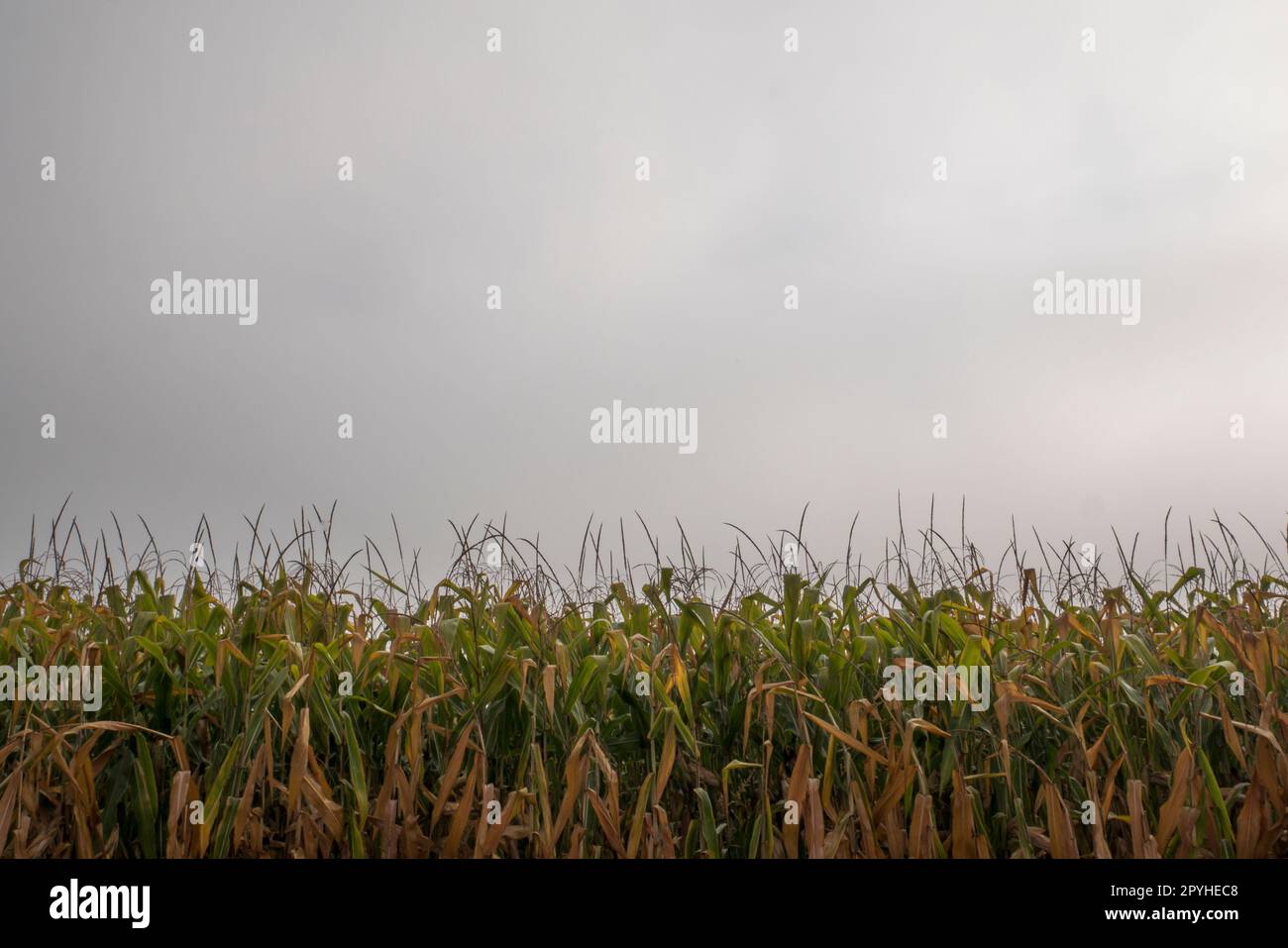 Top of the green corn field Stock Photo - Alamy