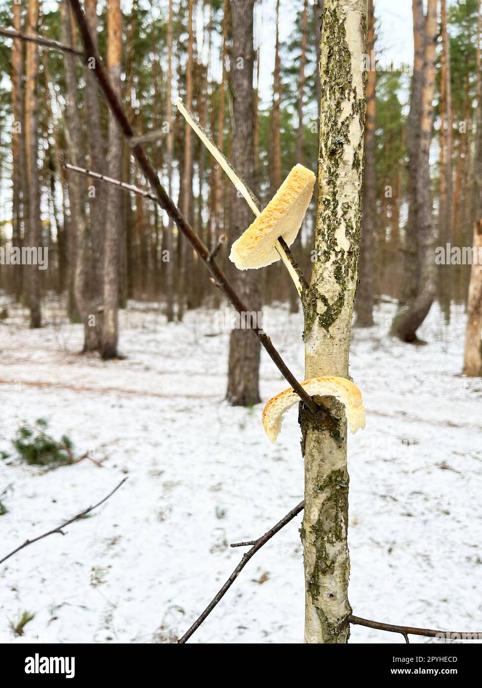 Photo of bread hi-res stock photography and images - Alamy