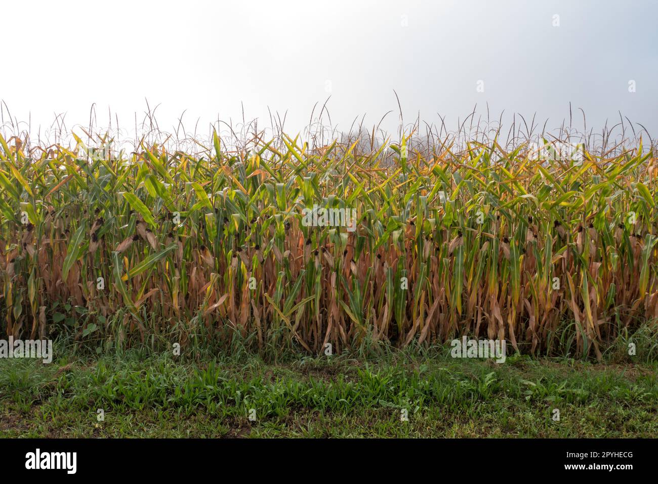 Top of the green corn field Stock Photo - Alamy