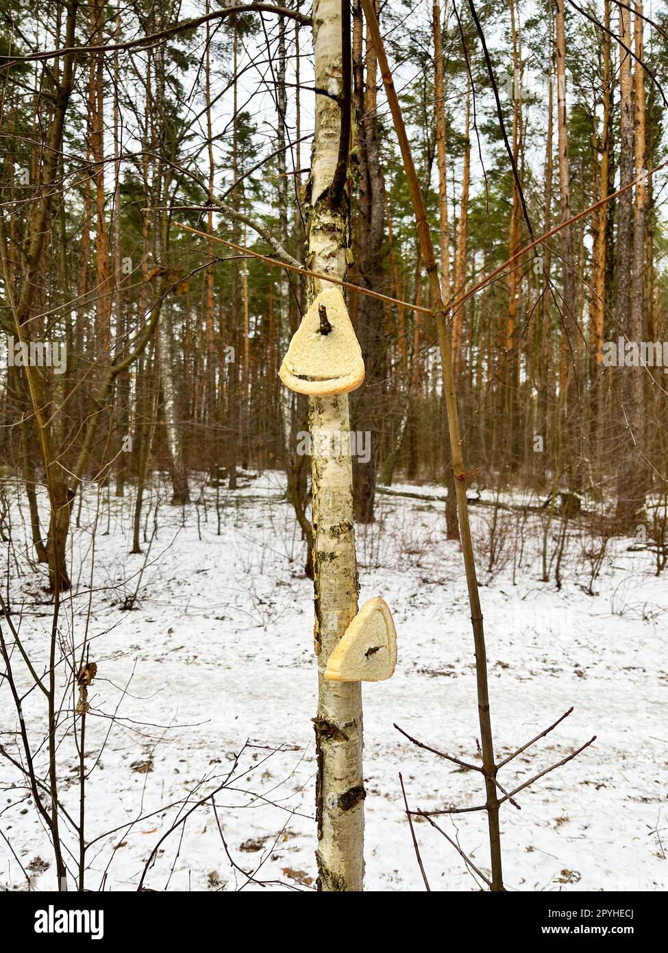 photo a piece of bread on a tree branch Stock Photo - Alamy