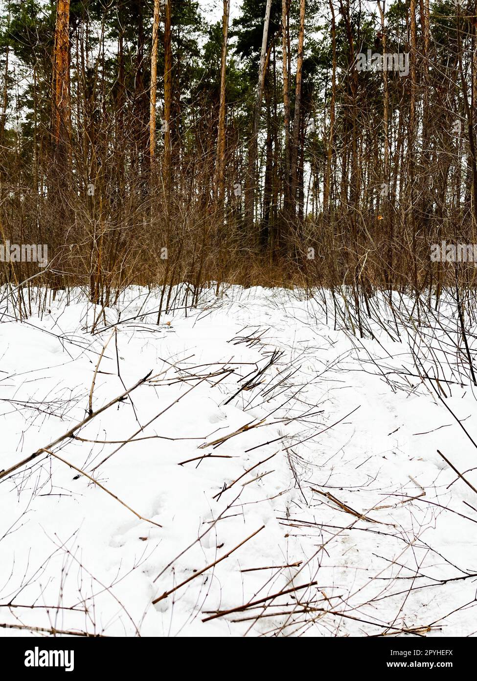 Beautiful road through pine forest hi-res stock photography and images ...