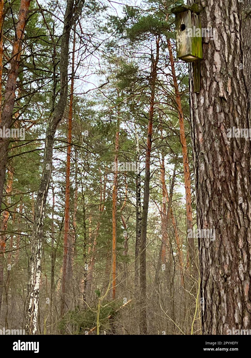 Birds in white pine hi-res stock photography and images - Alamy
