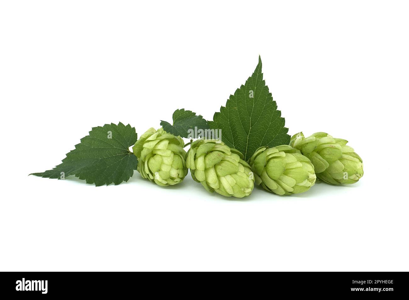 Fresh branch of hops isolated on white background Stock Photo - Alamy
