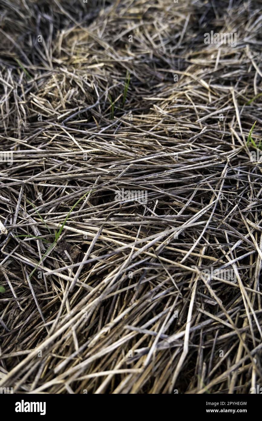 Dry straw background Stock Photo - Alamy