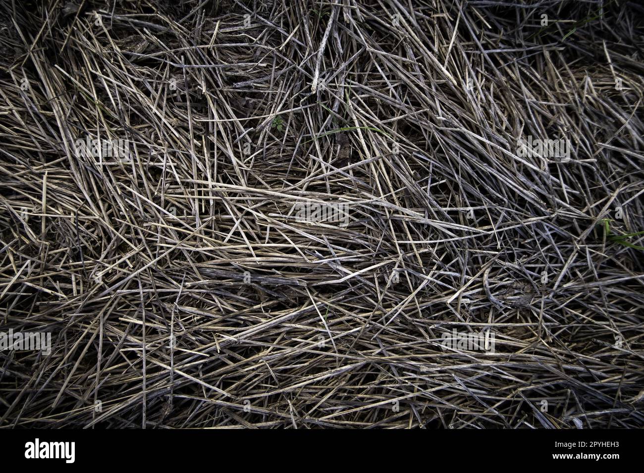 Dry straw background Stock Photo - Alamy