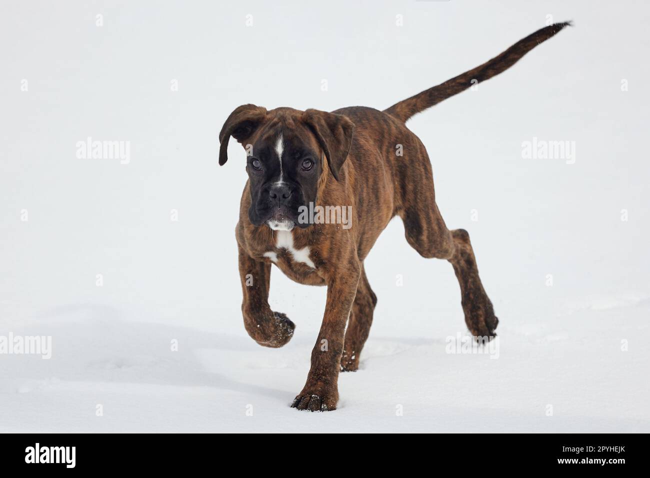 young boxer puppy of tiger color. photo in winter on a snowy background ...