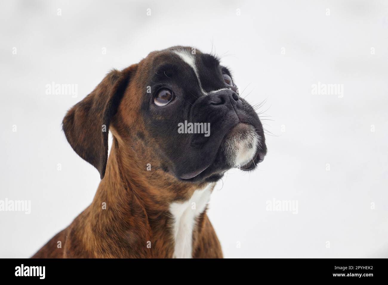 portrait of a young boxer puppy of tiger color. photo in winter on a ...