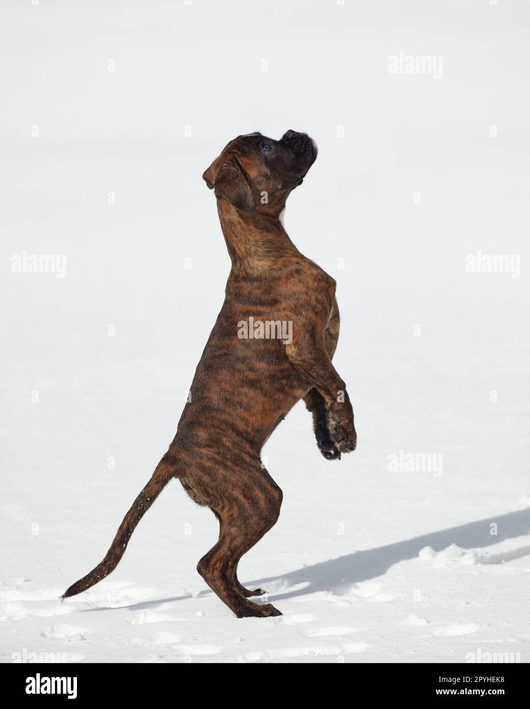 young tiger-colored boxer puppy stands on its hind legs. photo in ...