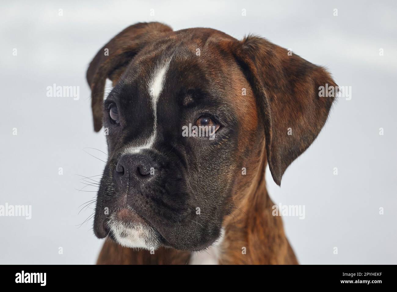 portrait of a young boxer puppy of tiger color. photo in winter on a ...