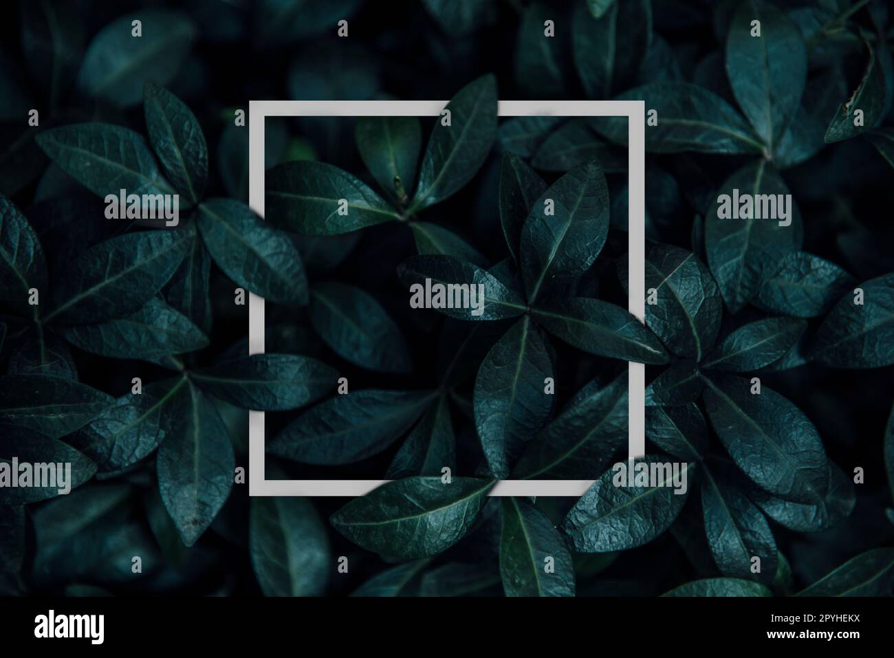 Natural green plant pattern background with white square frame post ...