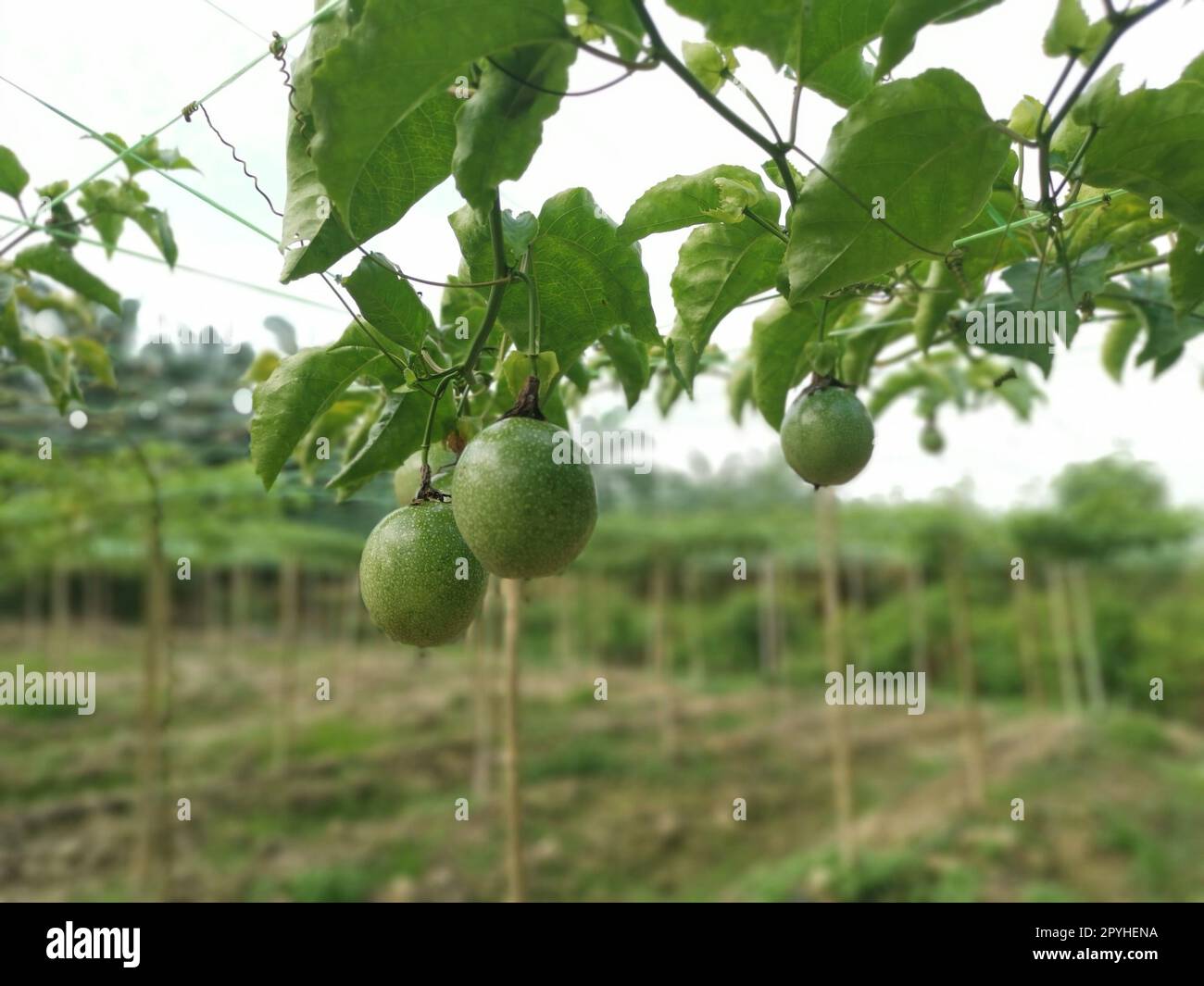passiflora edulis creeping fruits hanging on the stem at the farm Stock ...
