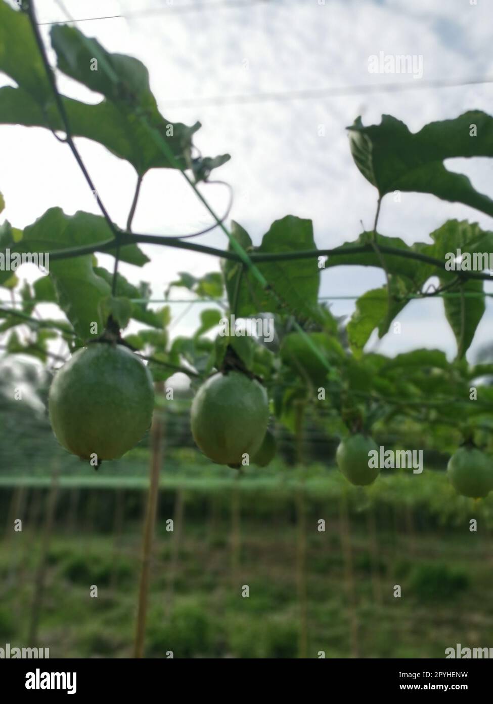 passiflora edulis creeping fruits hanging on the stem at the farm Stock ...