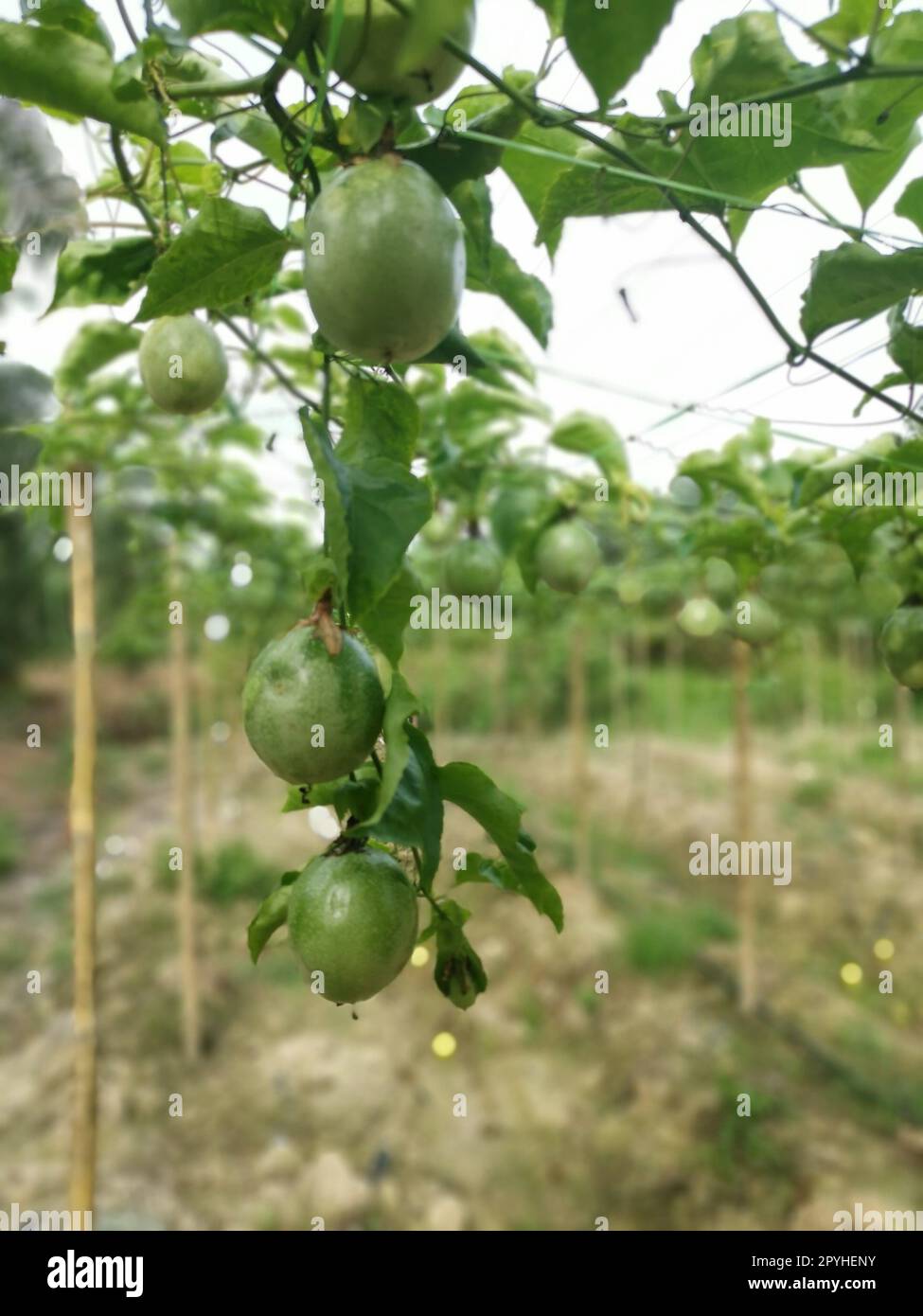 passiflora edulis creeping fruits hanging on the stem at the farm Stock ...