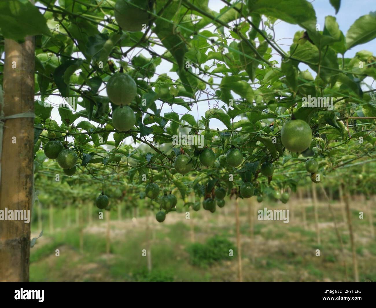 passiflora edulis creeping fruits hanging on the stem at the farm Stock ...