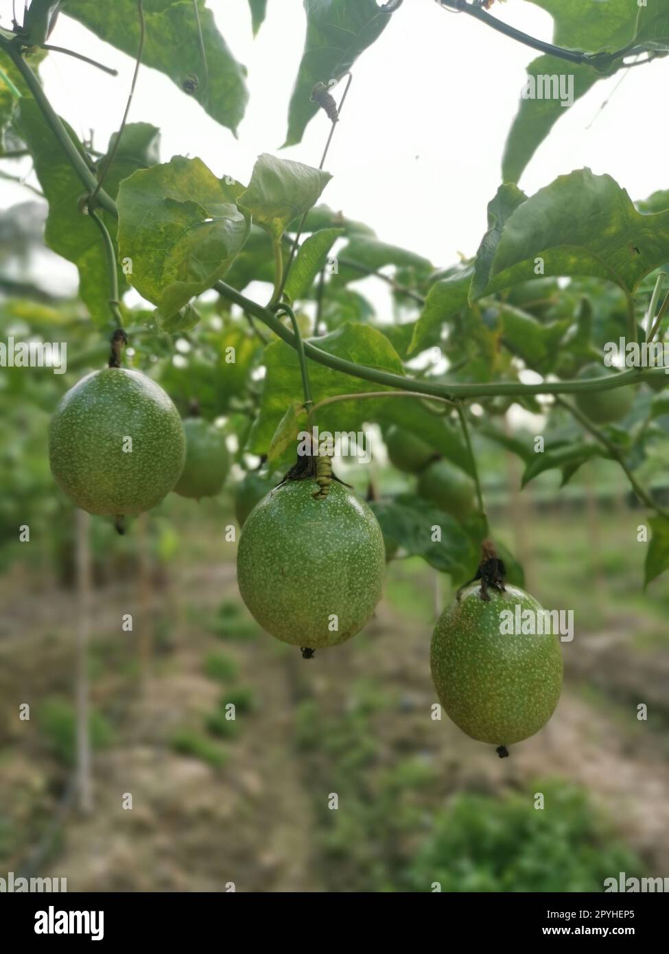 passiflora edulis creeping fruits hanging on the stem at the farm Stock ...