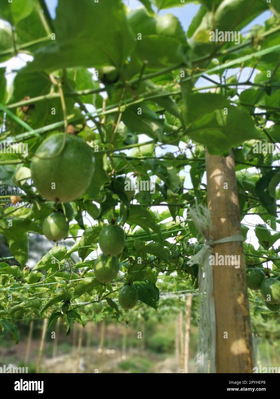 passiflora edulis creeping fruits hanging on the stem at the farm Stock ...