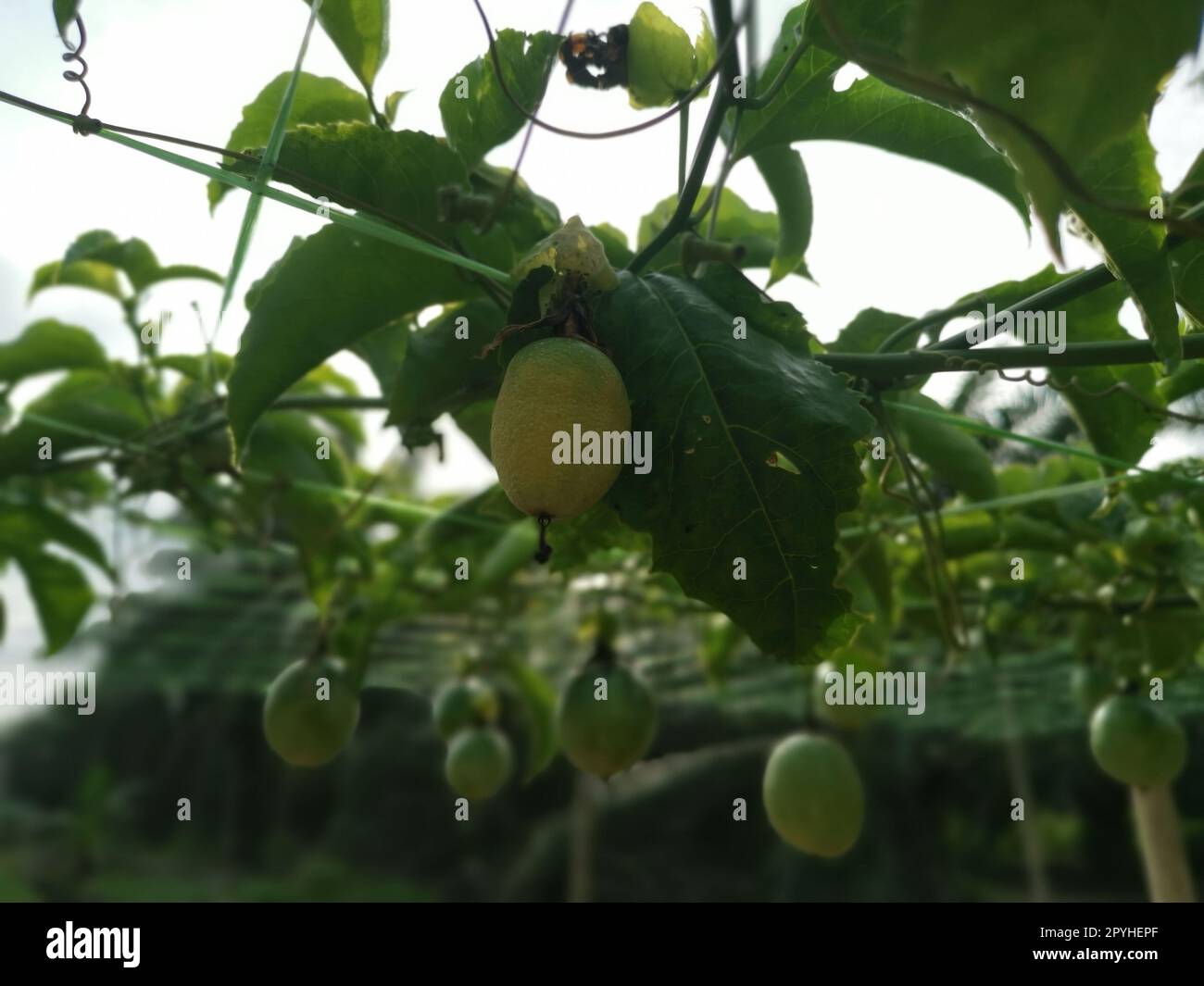 passiflora edulis creeping fruits hanging on the stem at the farm Stock ...