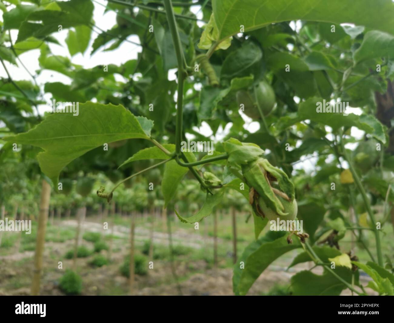 passiflora edulis creeping fruits hanging on the stem at the farm Stock ...