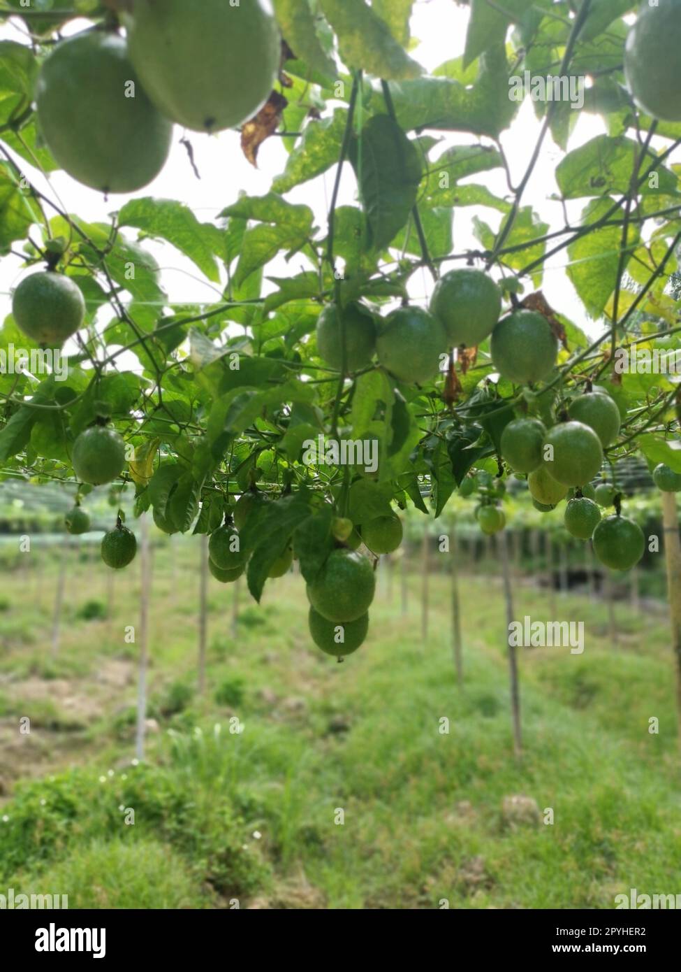 passiflora edulis creeping fruits hanging on the stem at the farm Stock ...