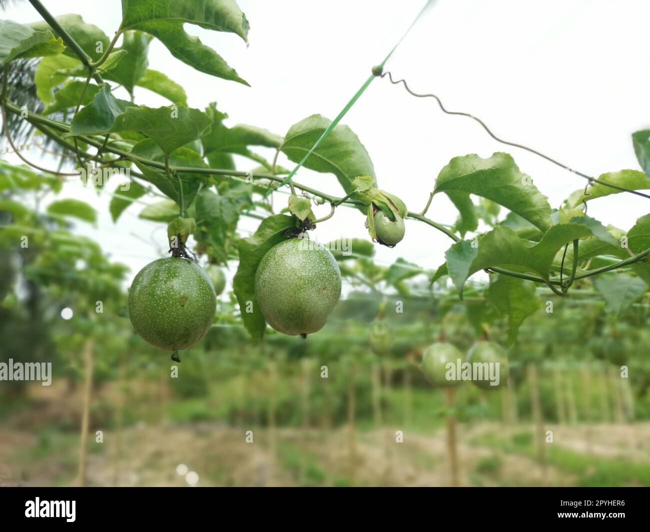 passiflora edulis creeping fruits hanging on the stem at the farm Stock ...