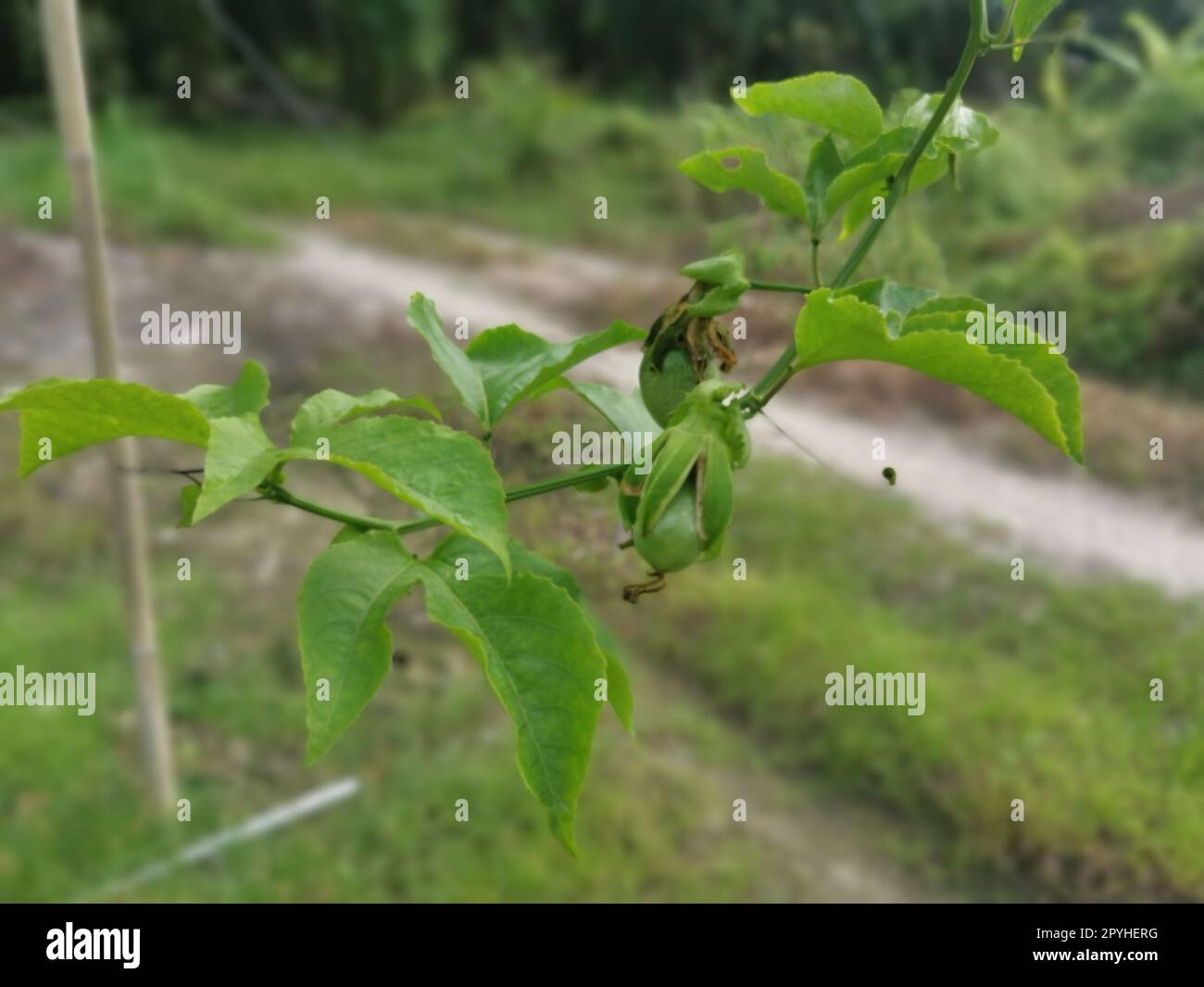 passiflora edulis creeping fruits hanging on the stem at the farm Stock ...