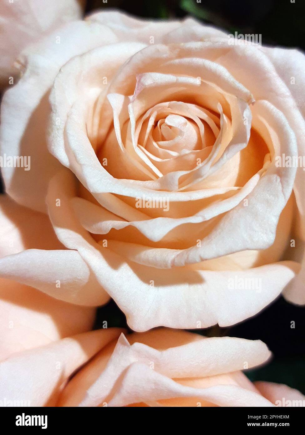 Rose petals bud morning hi-res stock photography and images - Alamy