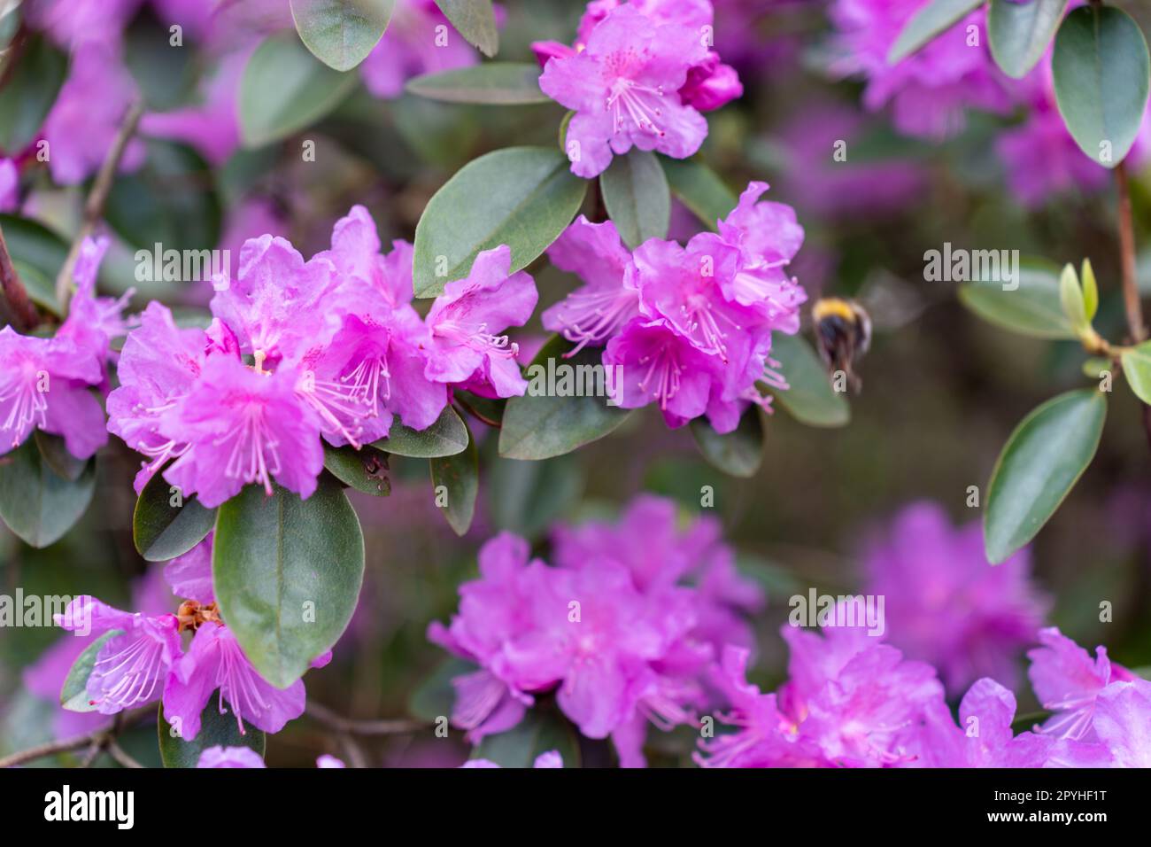 Purple-pink flowers Rhododendron 'PJ Mezitt' blooming in may Stock ...