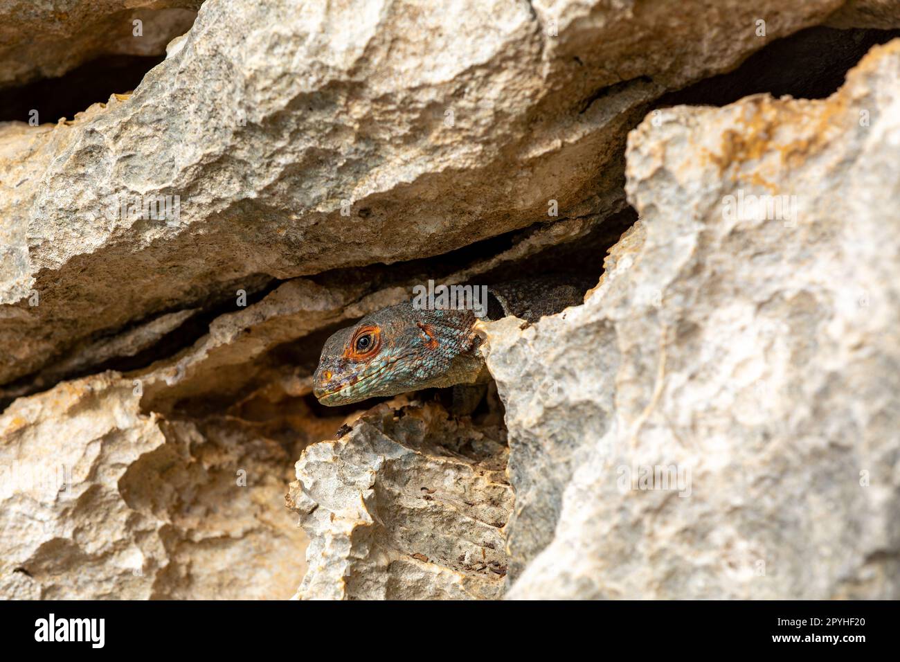 Cuvier's Madagascar Swift, Oplurus cuvieri, Tsingy de Bemaraha ...