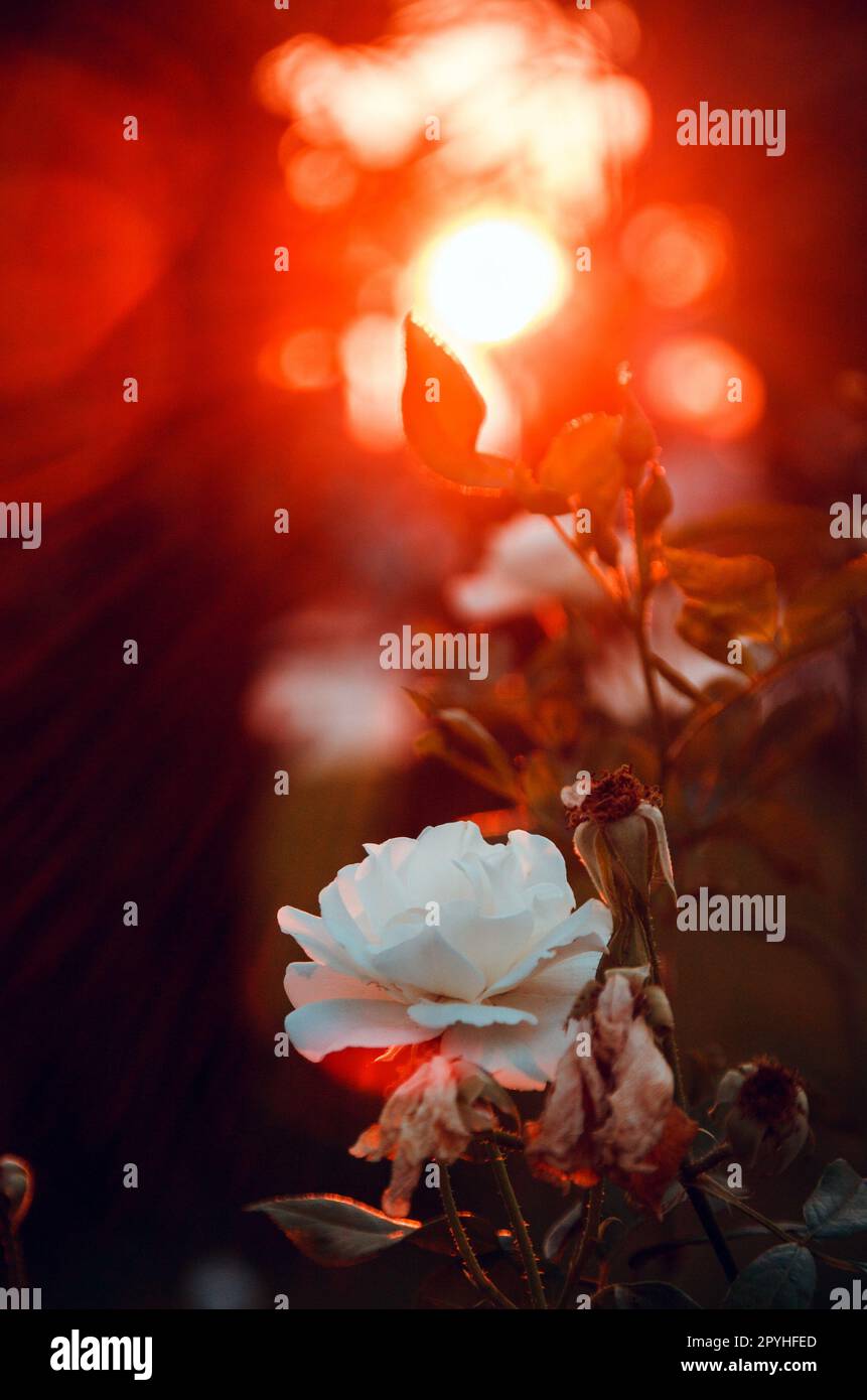 Beautiful rose sunset hi-res stock photography and images - Alamy