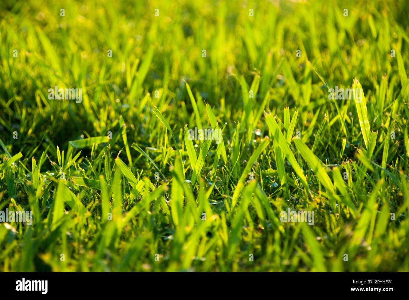 Grass details hi-res stock photography and images - Alamy