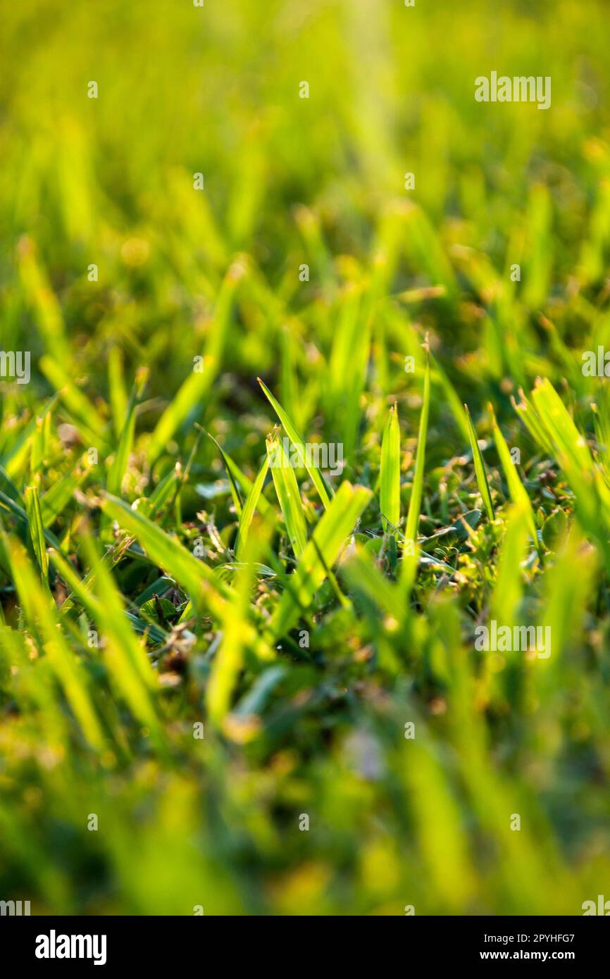 Beautiful grass details in summer in sunset Stock Photo - Alamy