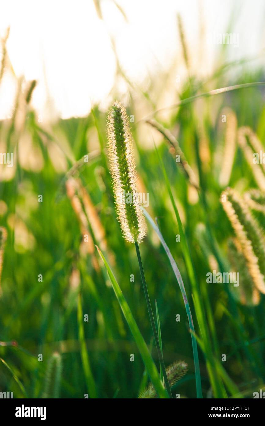 Beautiful grass hi-res stock photography and images - Alamy