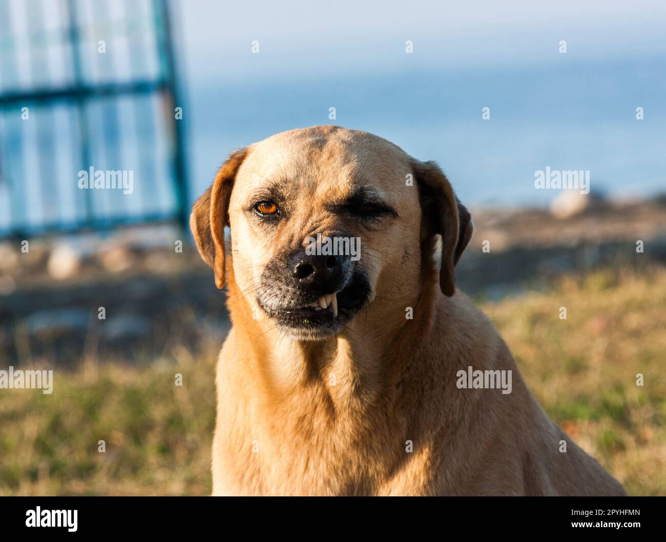 Lonely dog on the streets of Batumi. Georgia Stock Photo - Alamy