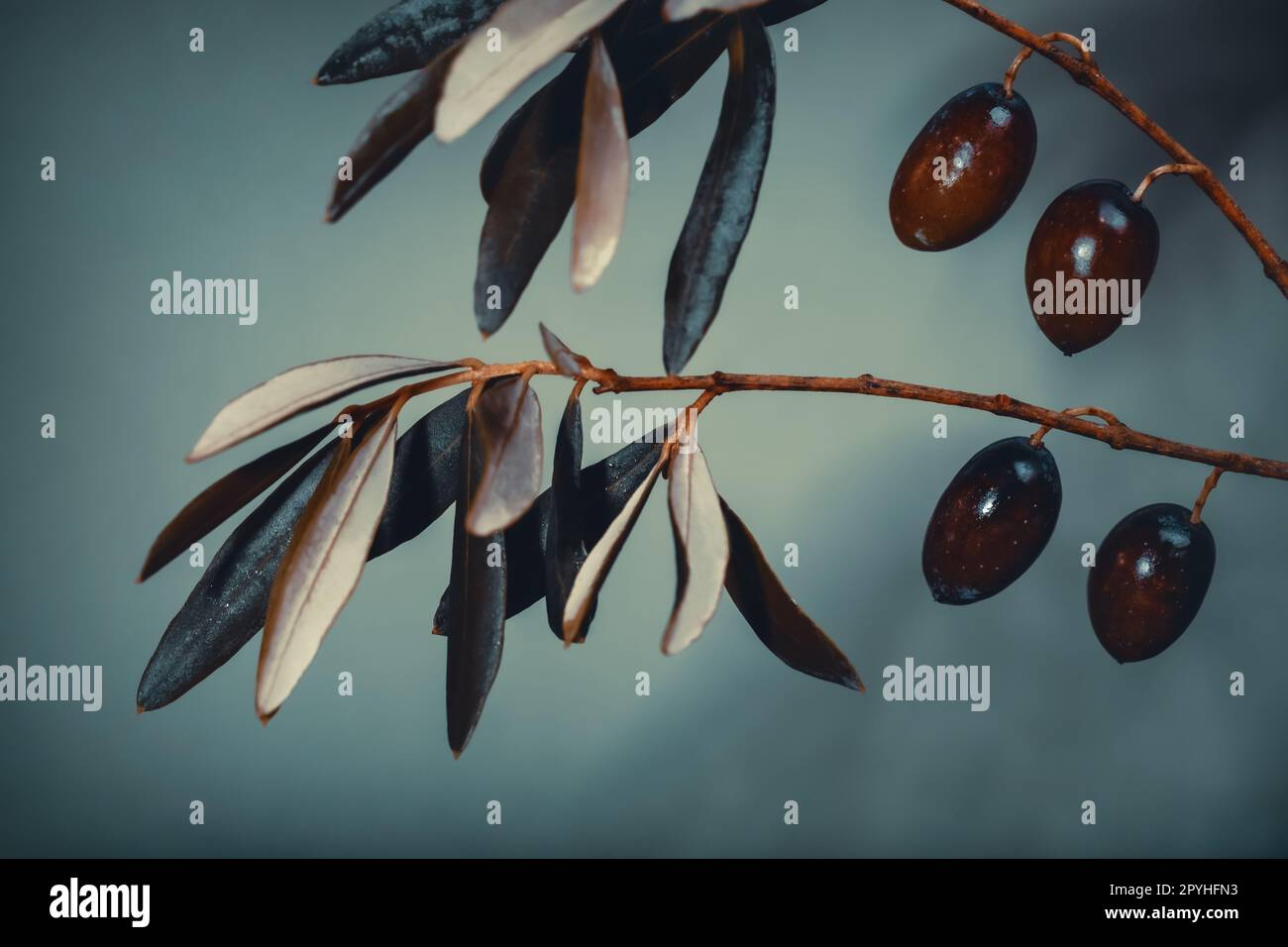 Olive branch isolated black background hi-res stock photography and ...