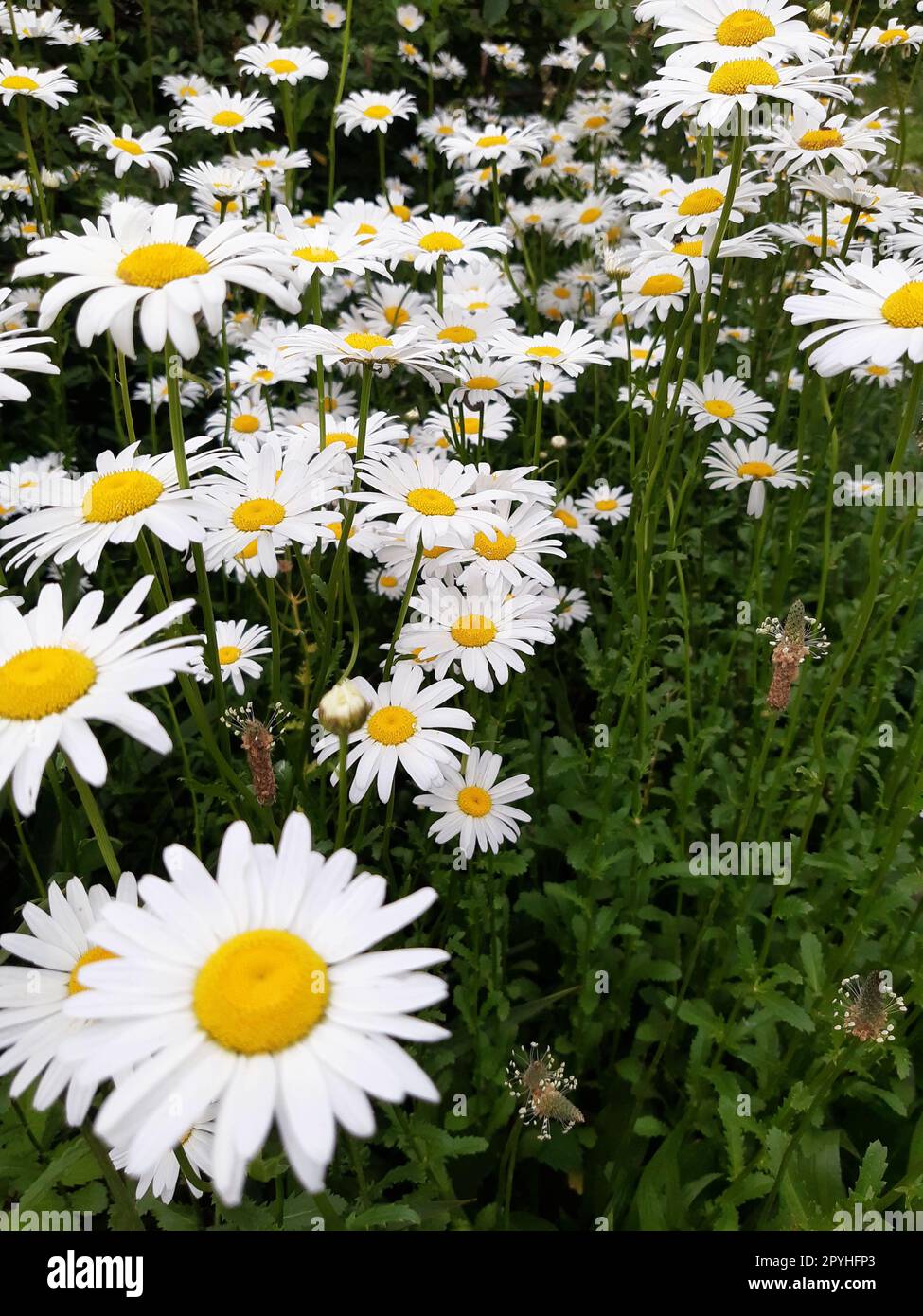 Daisies in the morning on a spring meadow Stock Photo - Alamy