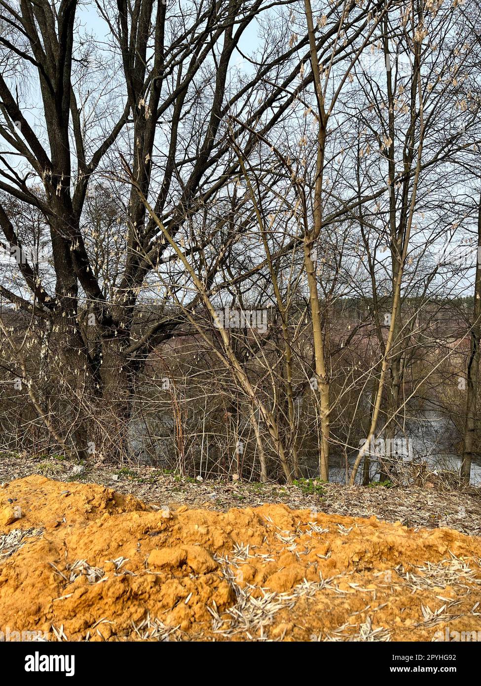 landscape - in March, river bank with a tree by the water Stock Photo ...