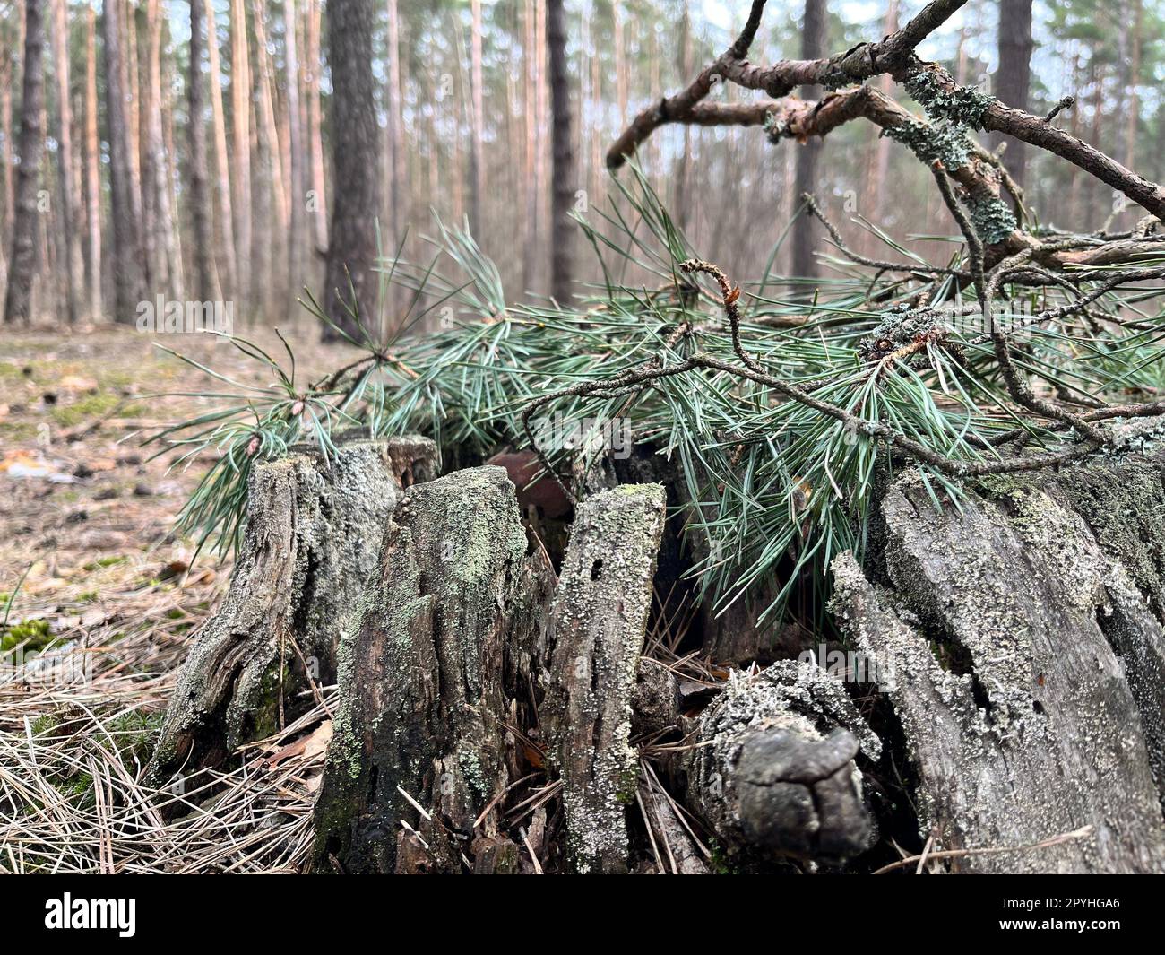 landscape - early spring, in March in the forest stump with moss Stock ...