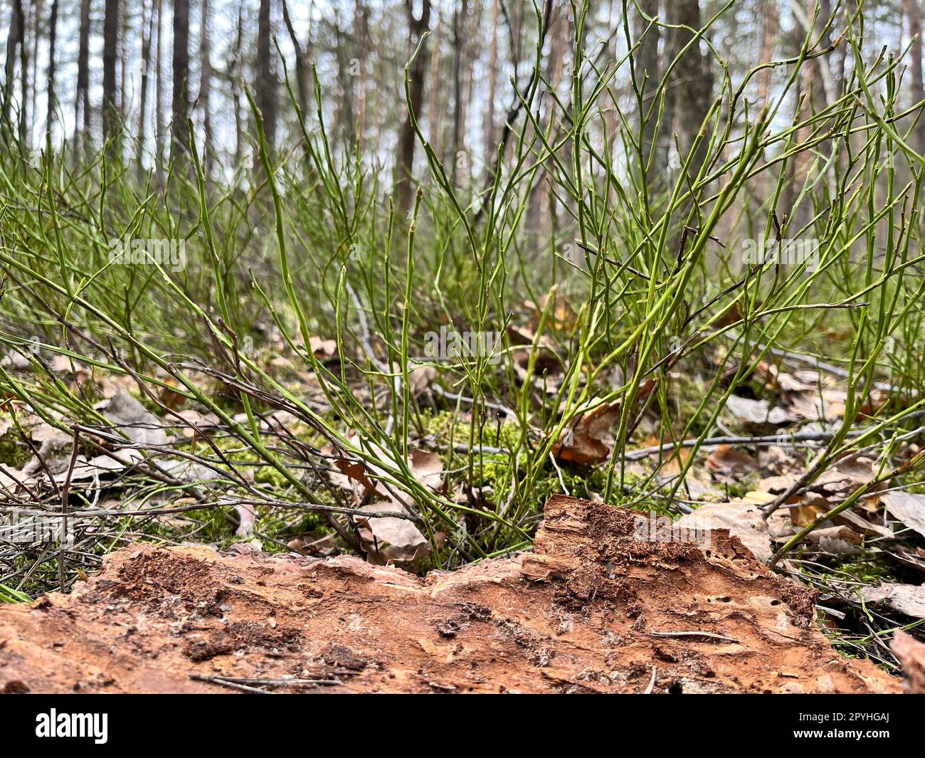 landscape in the forest in early spring, green shrub and tree bark ...