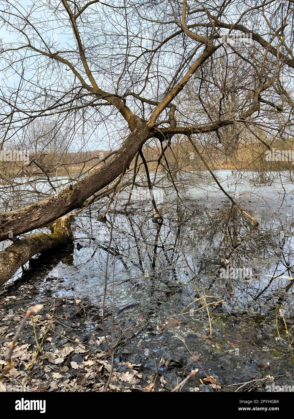 landscape - in March, river bank with a tree by the water Stock Photo ...