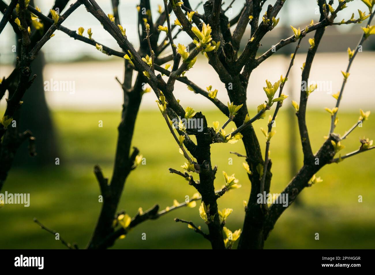 Flora in blossom hi-res stock photography and images - Alamy