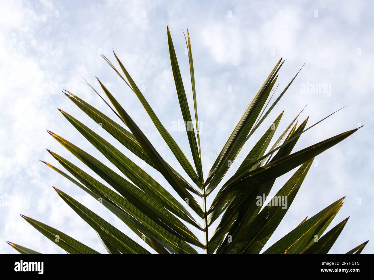 Palm spring hi-res stock photography and images - Alamy