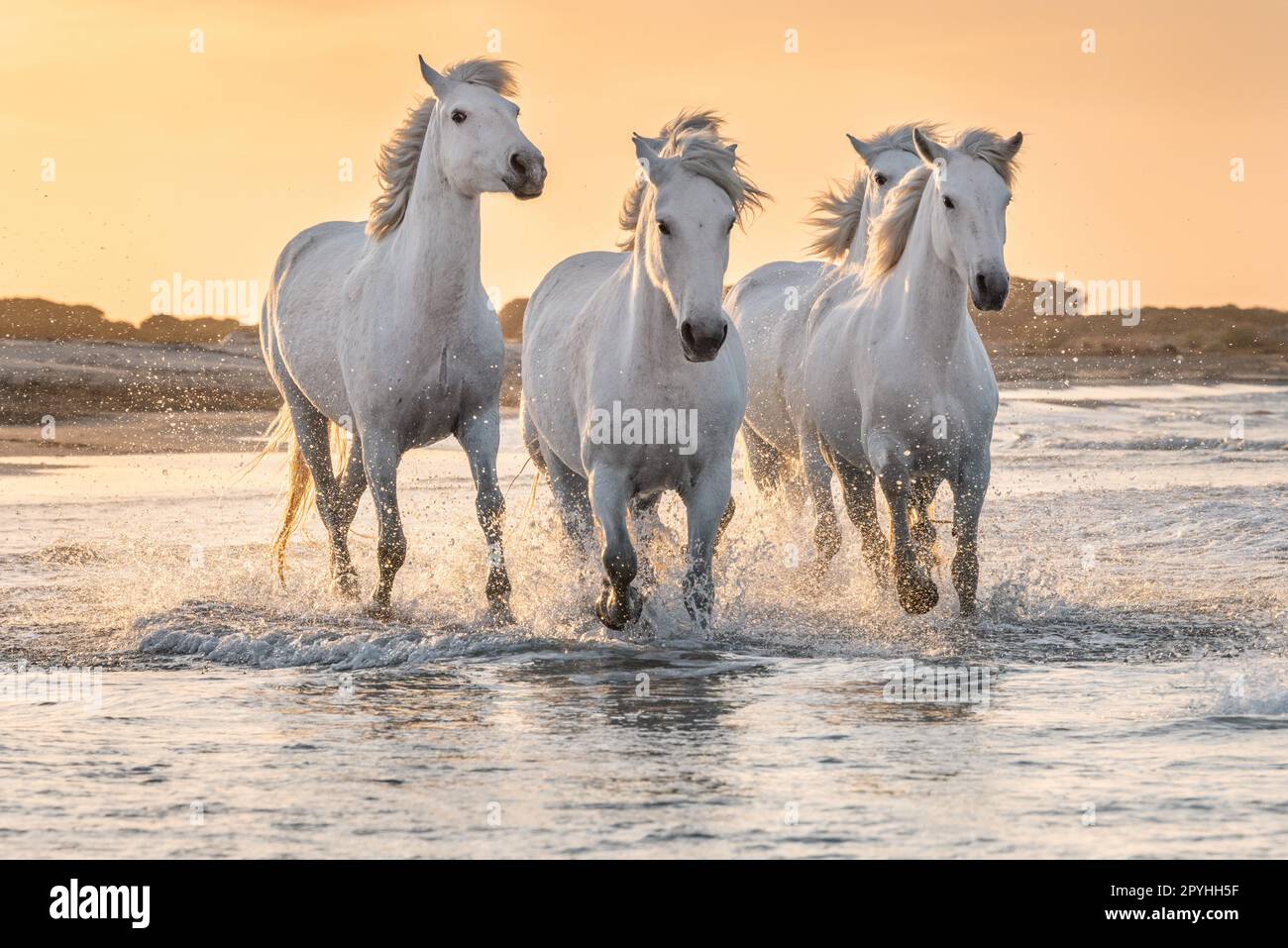 White horses in Camargue, France Stock Photo - Alamy