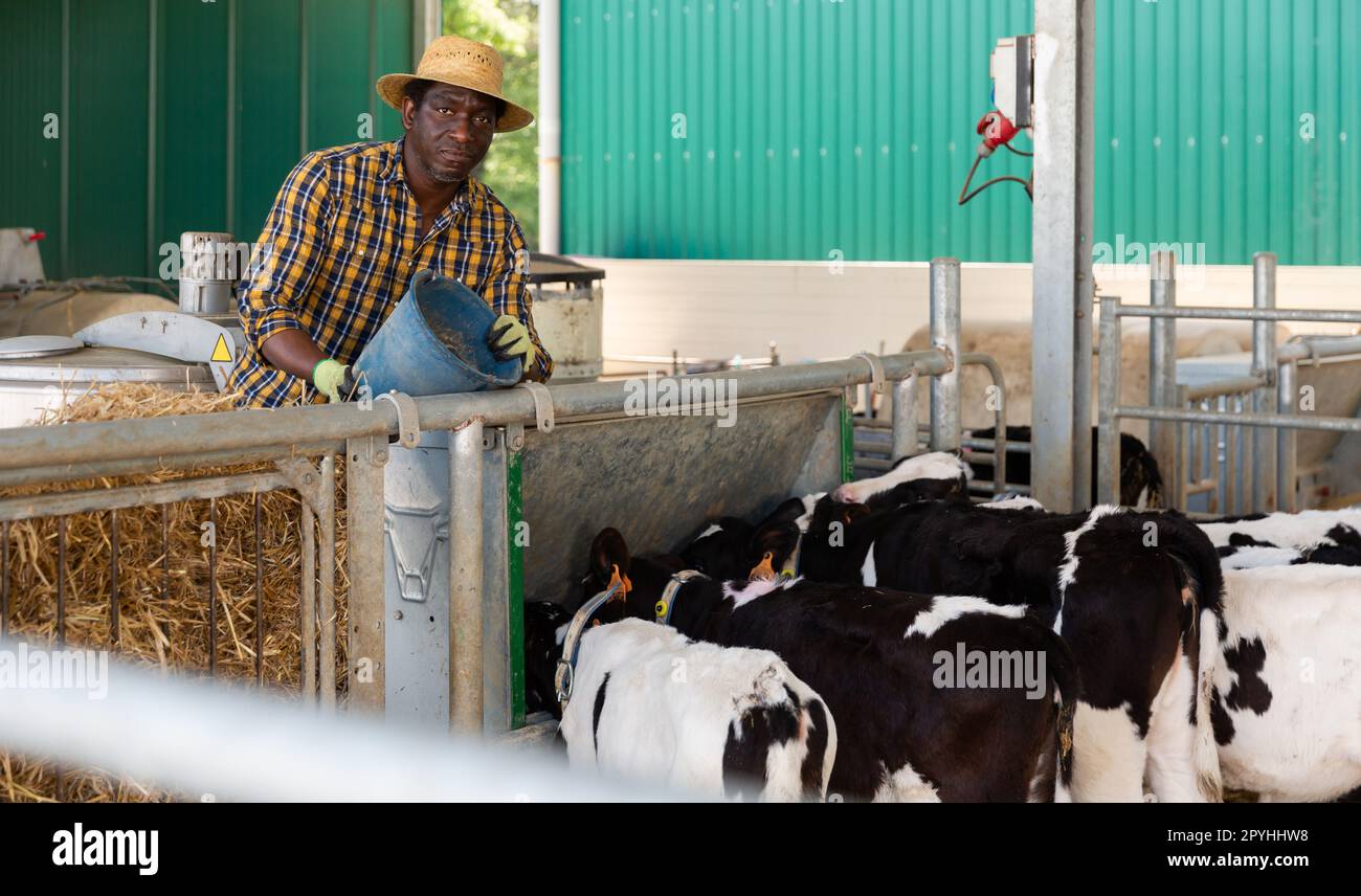Afro american farmer feeding calf in dairy farm Stock Photo - Alamy