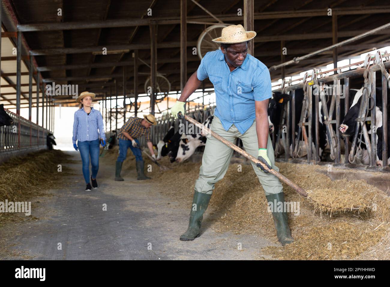 Farmer feeds the cows with compound feed in cowshed of dairy farm Stock ...