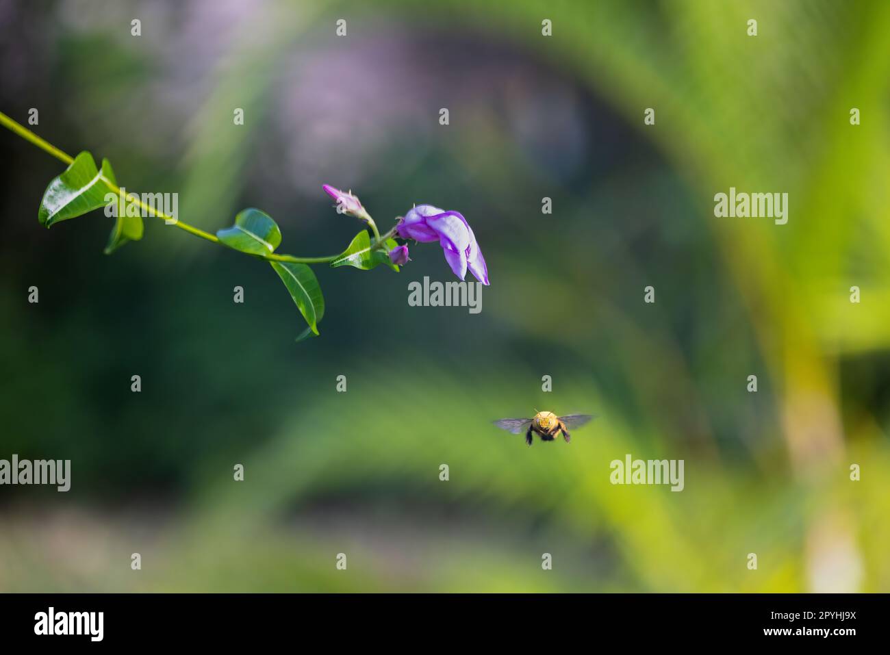 Photo of a busy honey bee captured mid-flight next to a vibrant ...