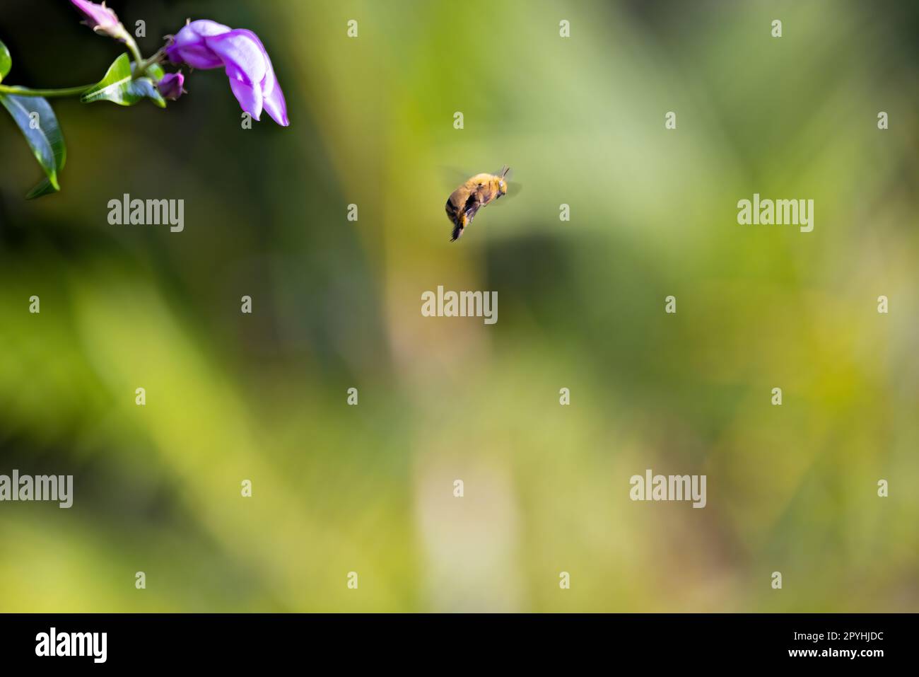 Photo of a busy honey bee captured mid-flight next to a vibrant ...