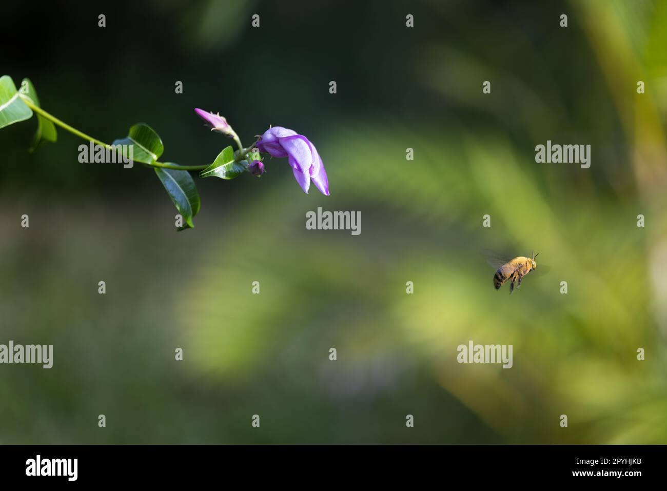 Photo of a busy honey bee captured mid-flight next to a vibrant ...